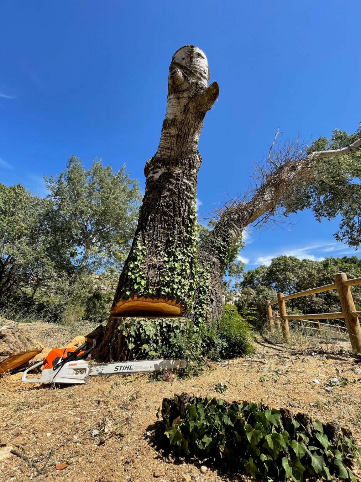 Abattage Lançon-Provence et environs - ARBORISTE DU SUD